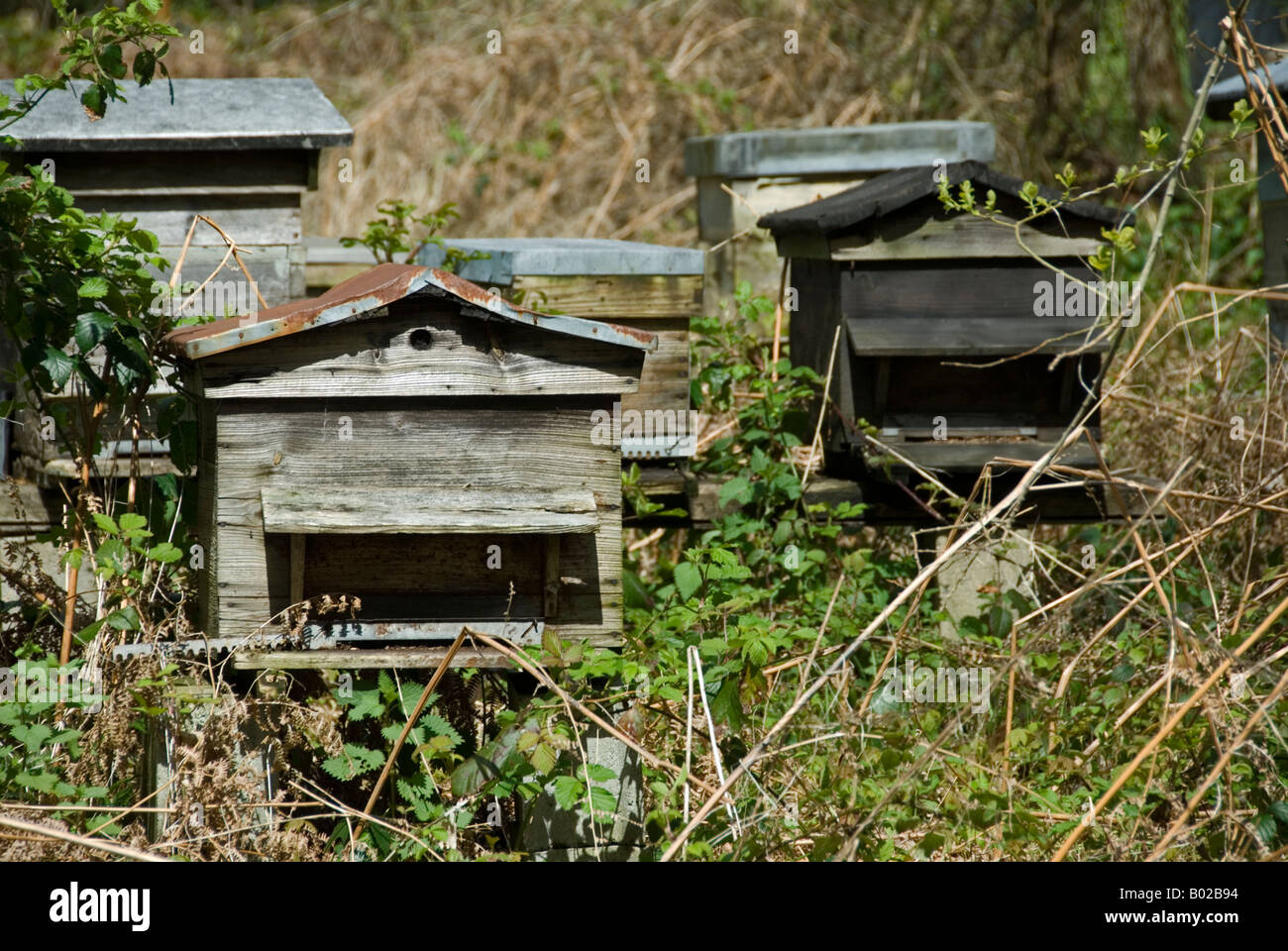Stock photo of old beehives One of the hives was still being used The ...