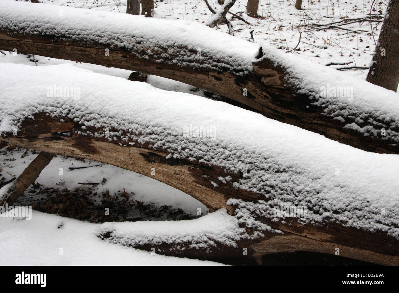 Fallen logs hi-res stock photography and images - Alamy