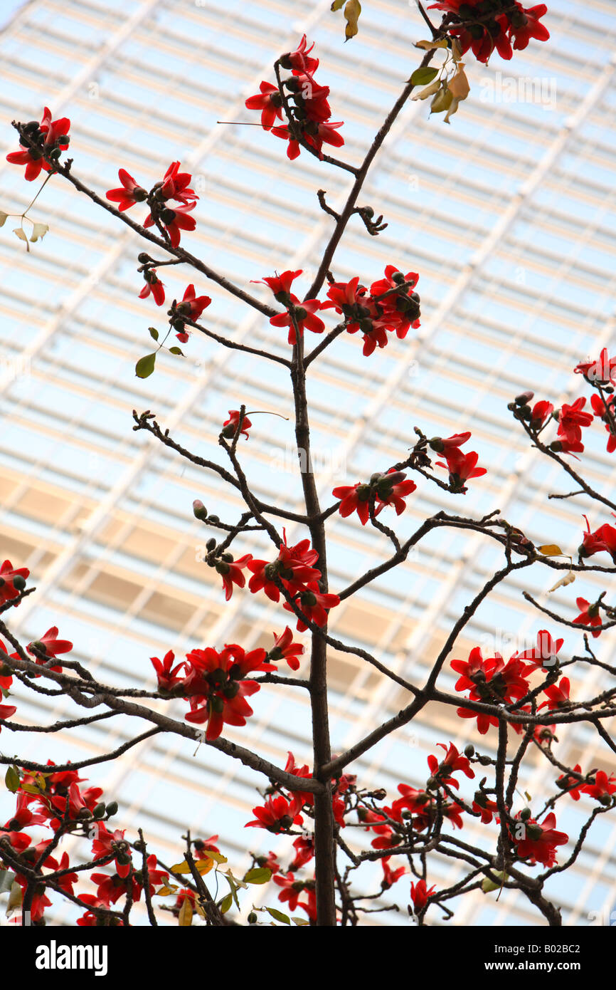 Chinese Tree With Red Flowers