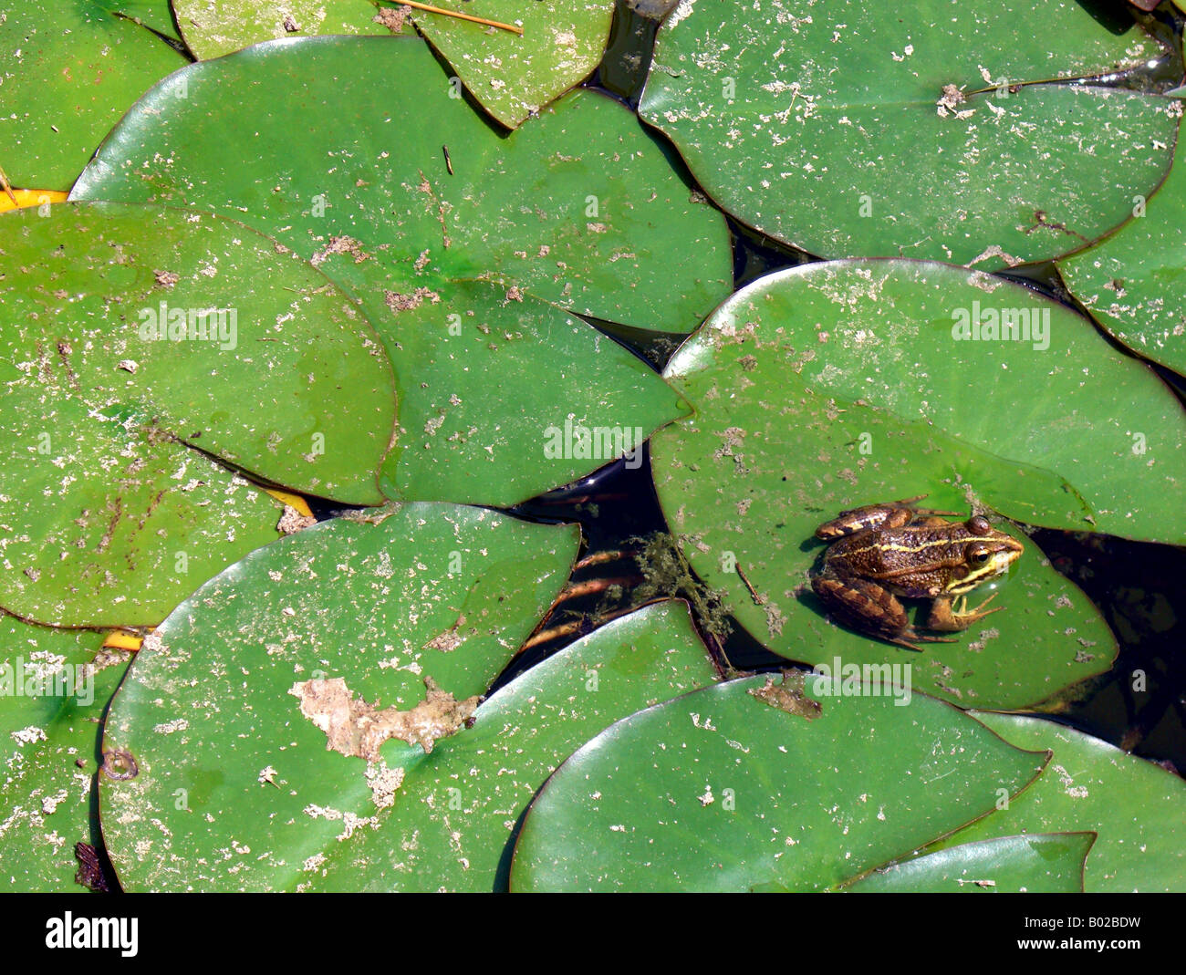 Frog on Lily pad Stock Photo - Alamy