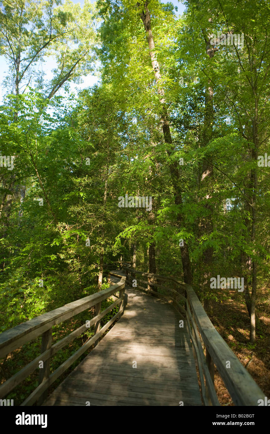 Elevated wood walk trail hi-res stock photography and images - Alamy