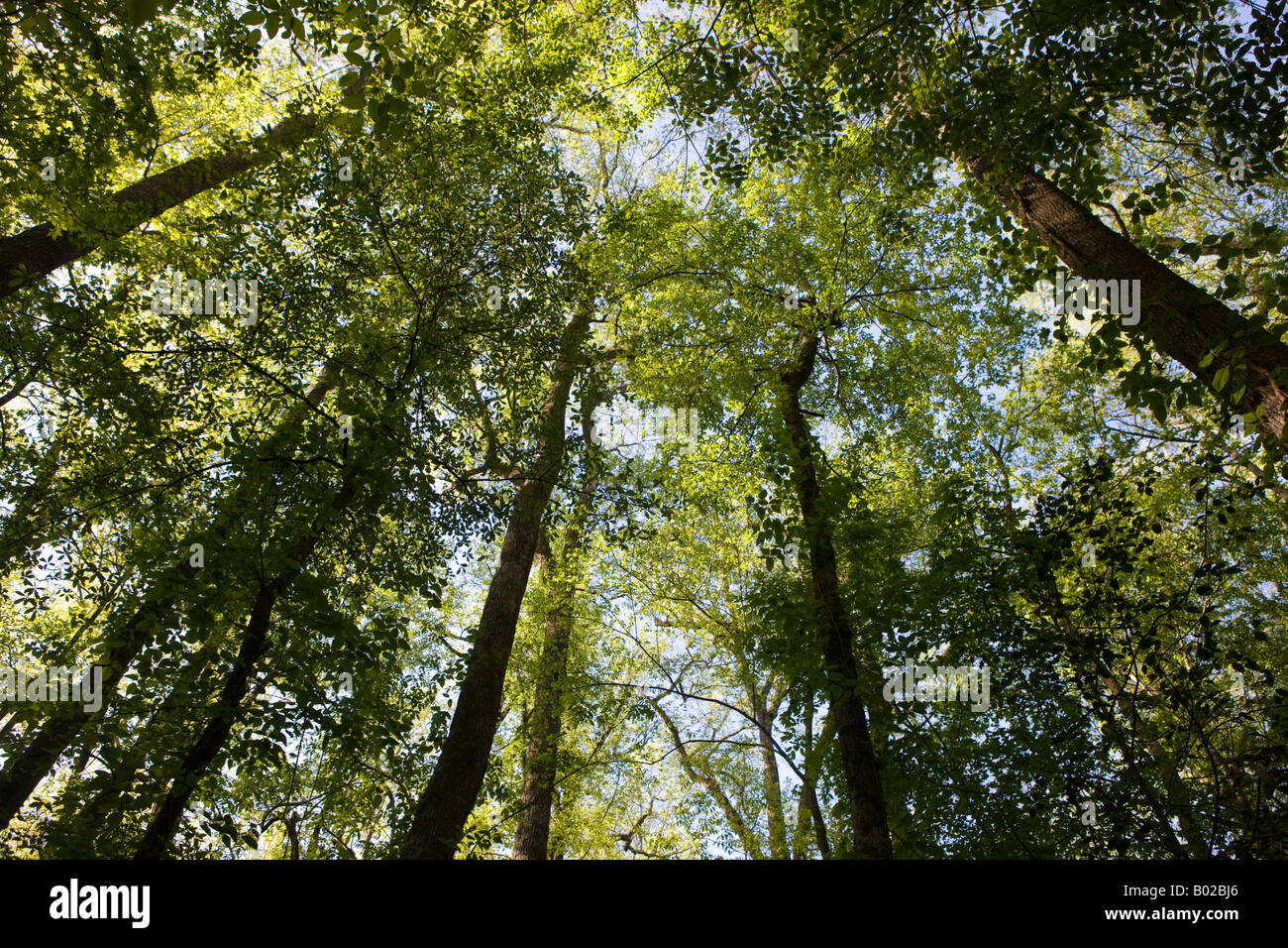 The forest canopy created by bald cypress and tupelo trees in Congaree ...