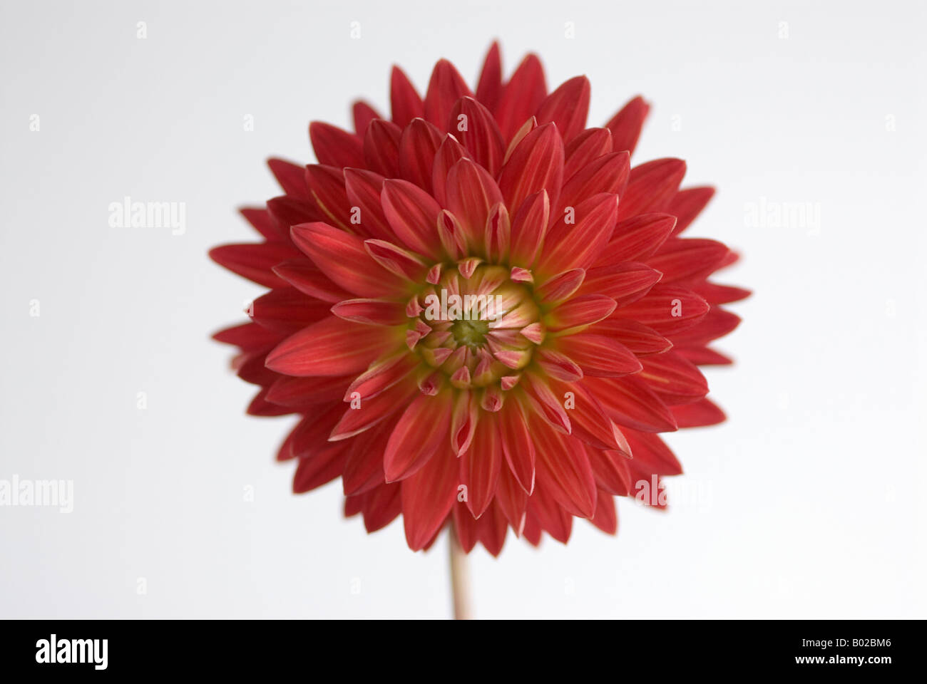 red gerbera flower Stock Photo - Alamy