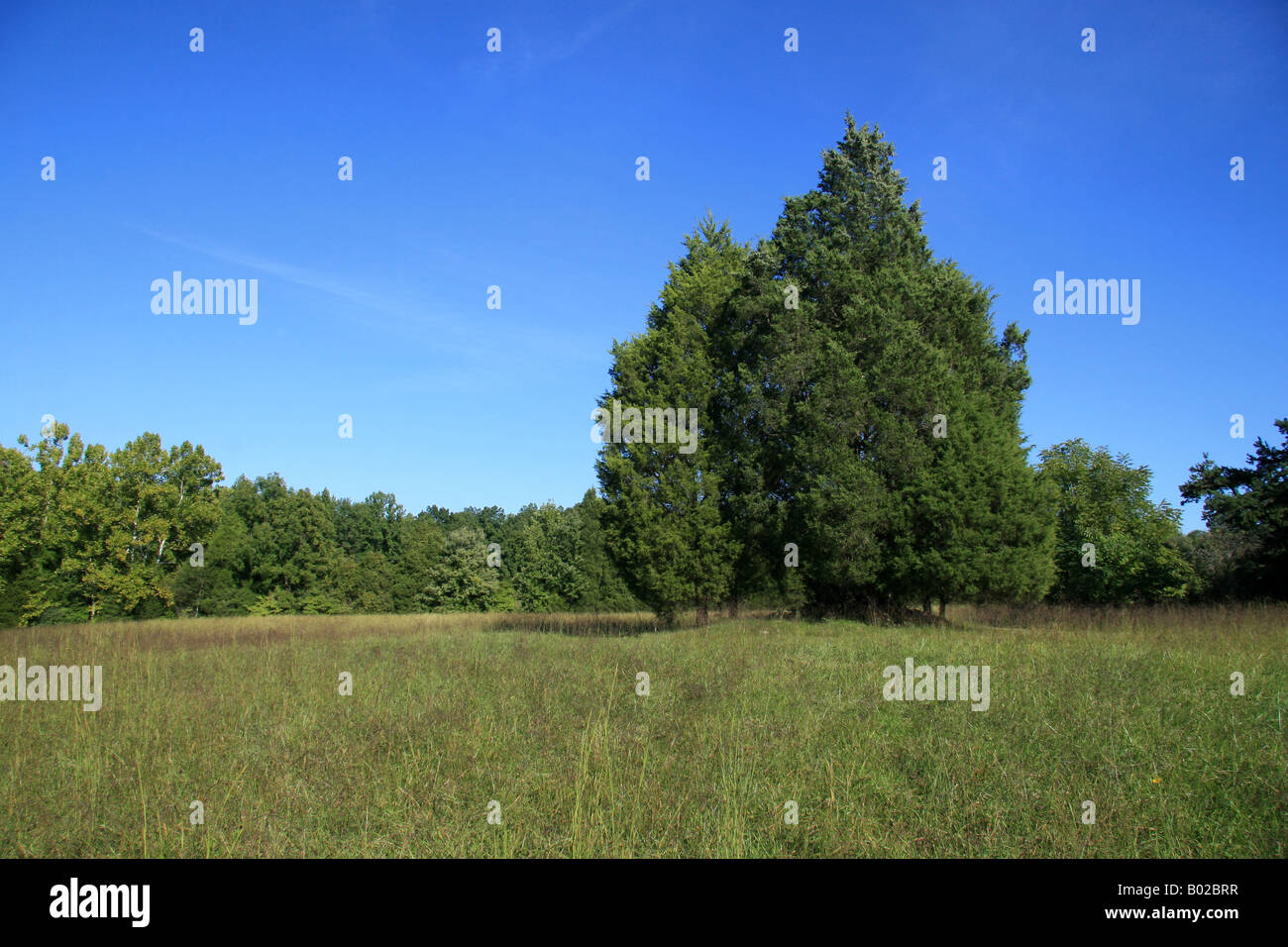 Copse of trees on the site of the Higgerson Farm, The Wilderness ...