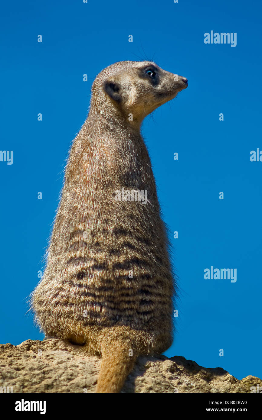 Meekat hi-res stock photography and images - Alamy
