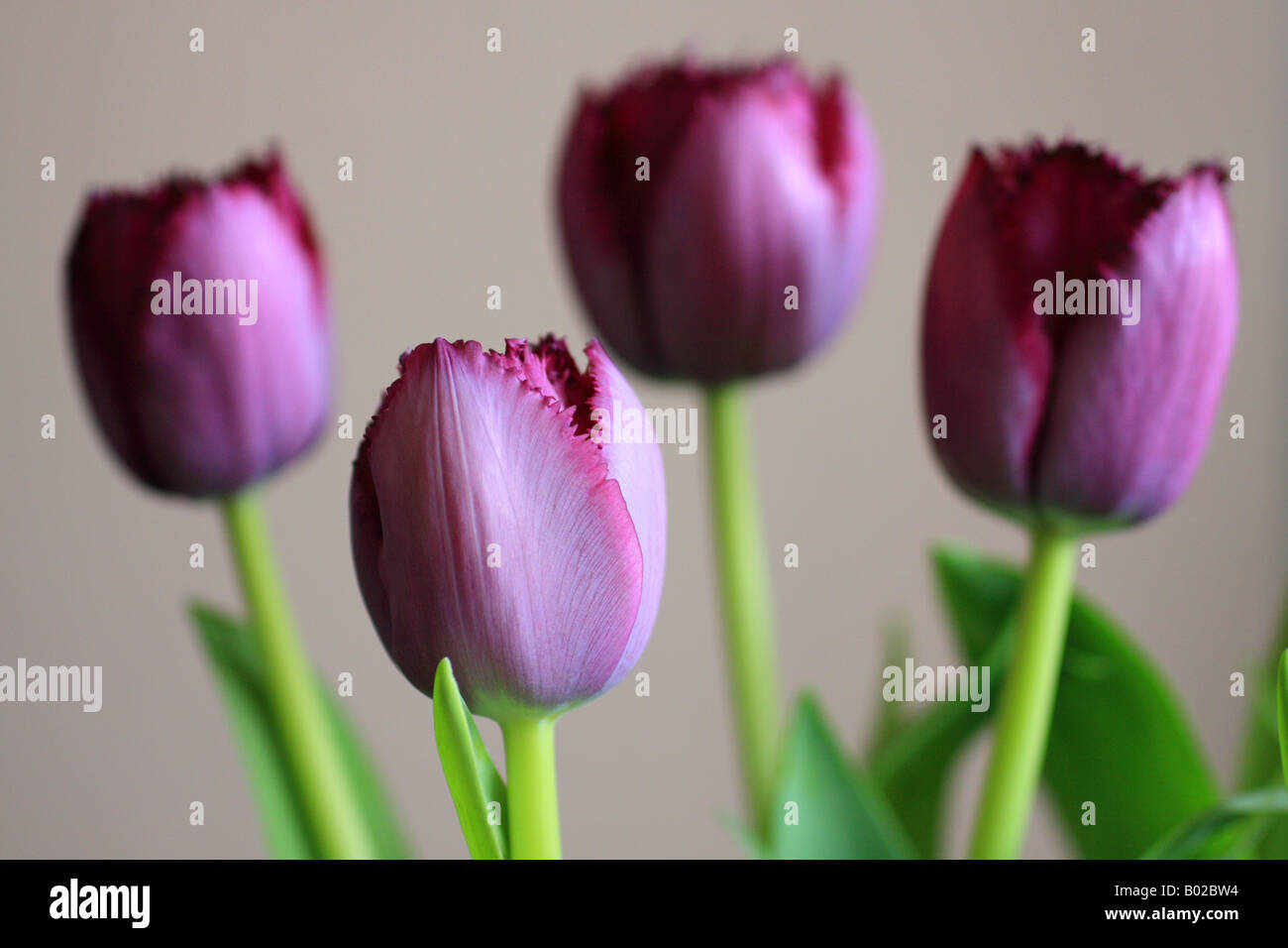Purple "Tulip heads Stock Photo - Alamy