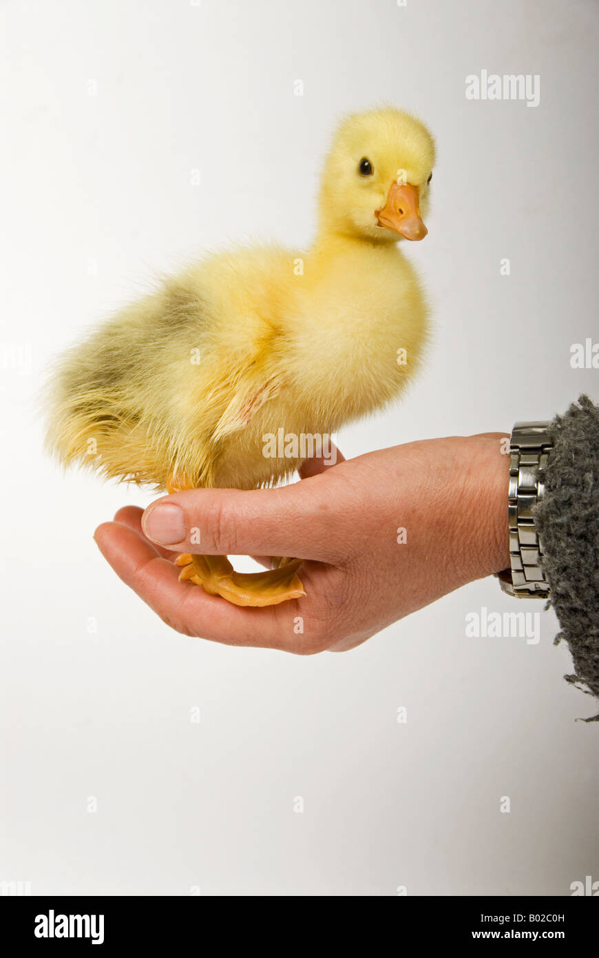 Stock photo of a baby goose The yellow Gosling is only two days old and ...