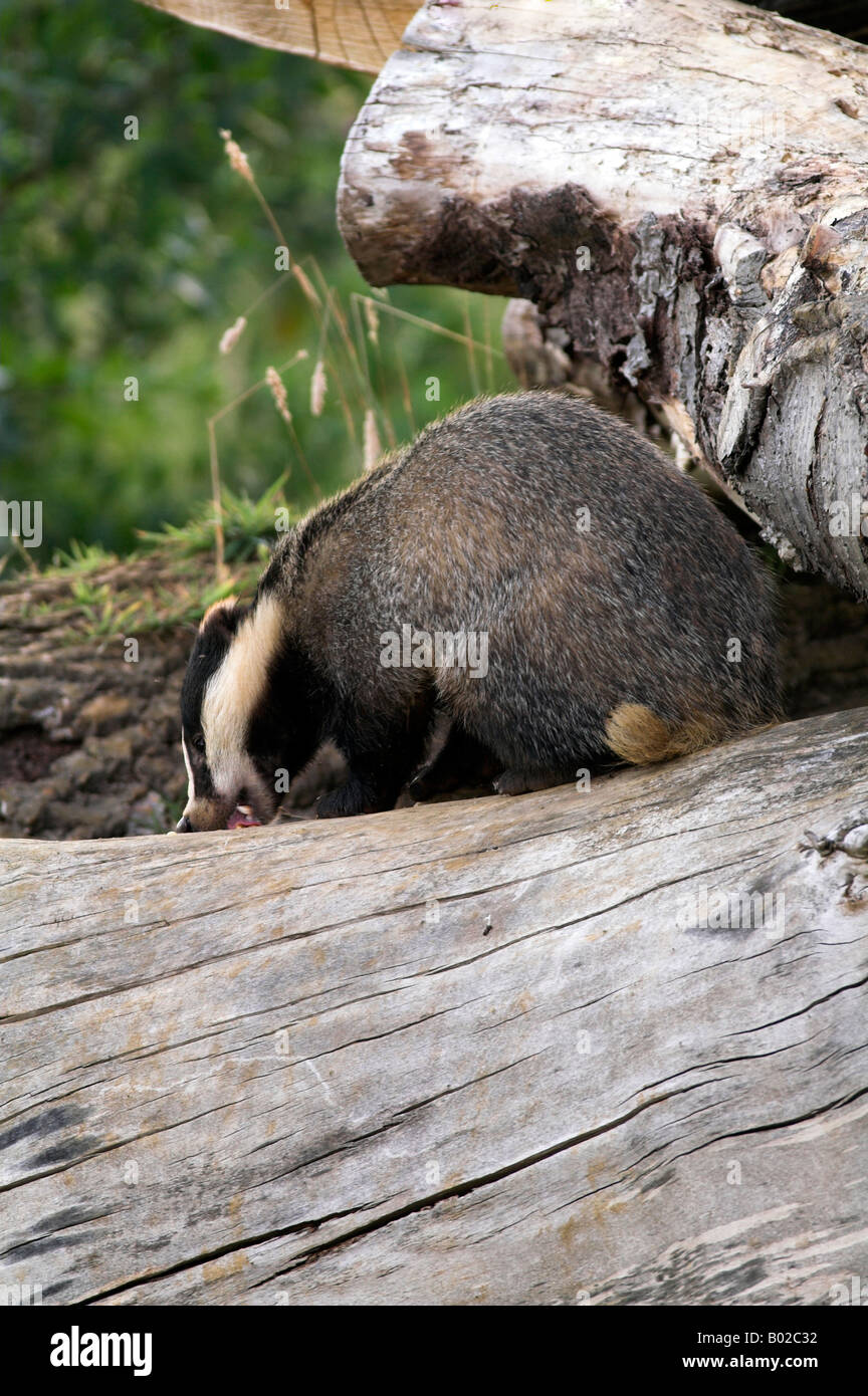 Badger climbing on logs Stock Photo - Alamy