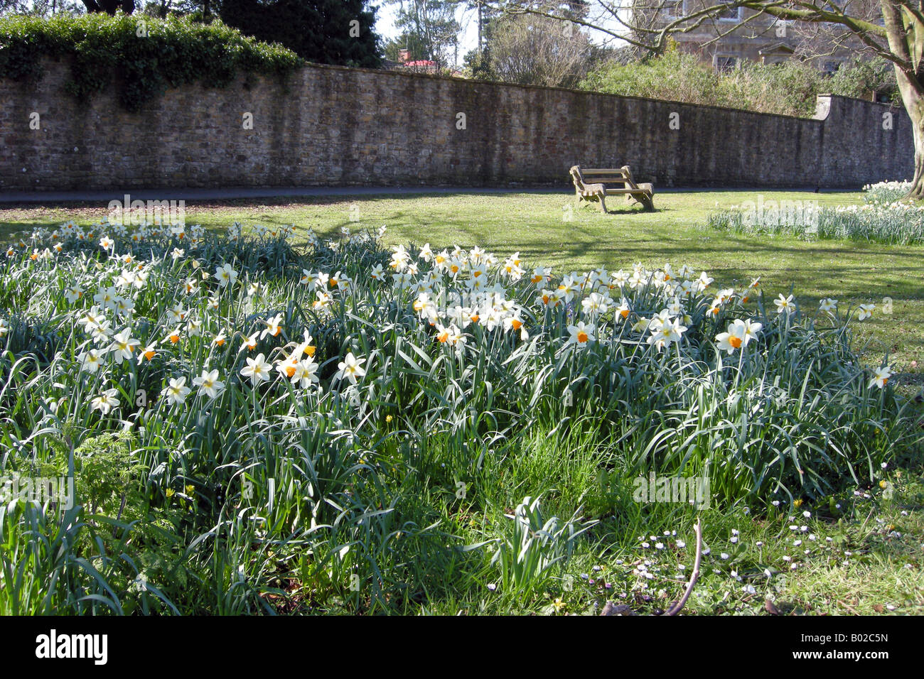 Spring daffodils blooming in the springtime sunshine Stock Photo - Alamy