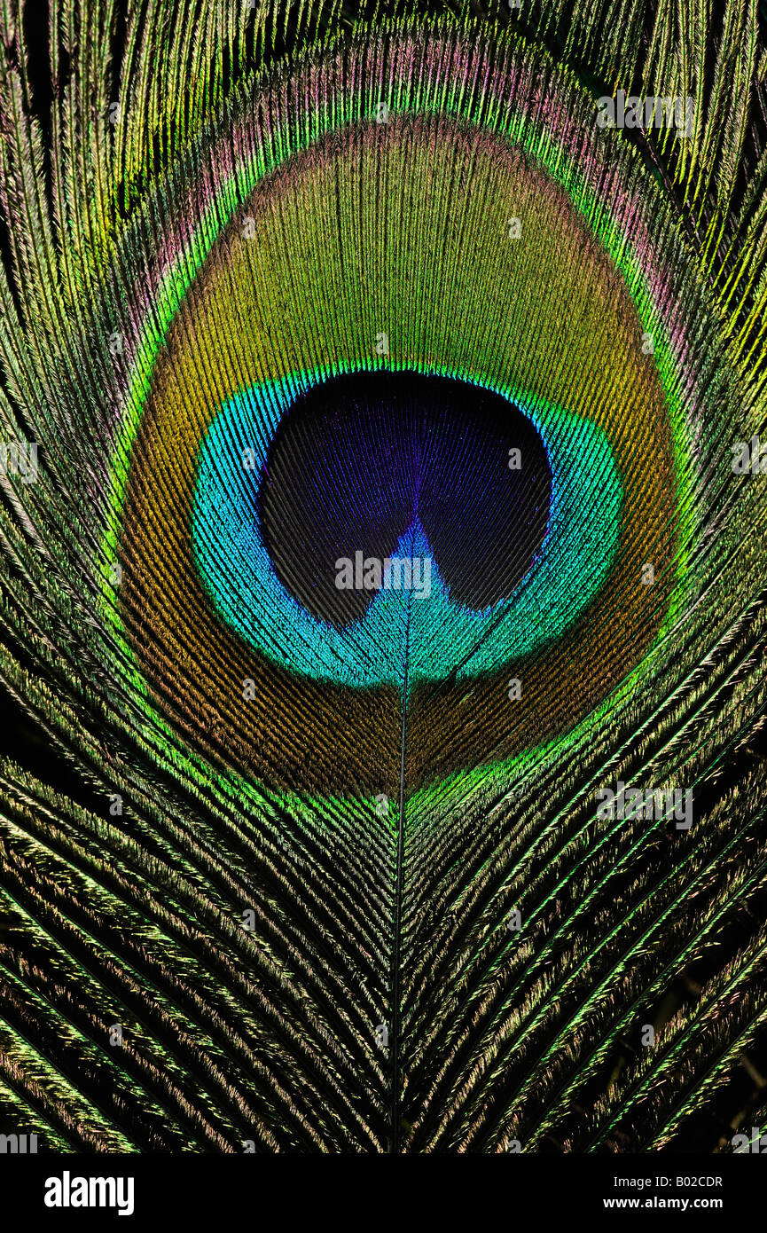 Golden peacock feather hi-res stock photography and images - Alamy