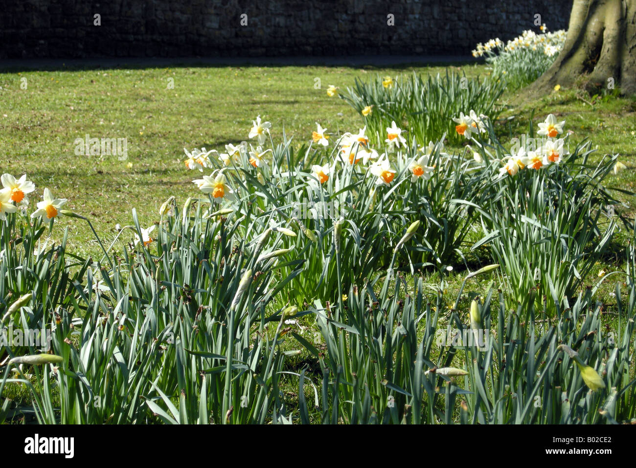 Spring daffodils blooming in the springtime sunshine Stock Photo - Alamy