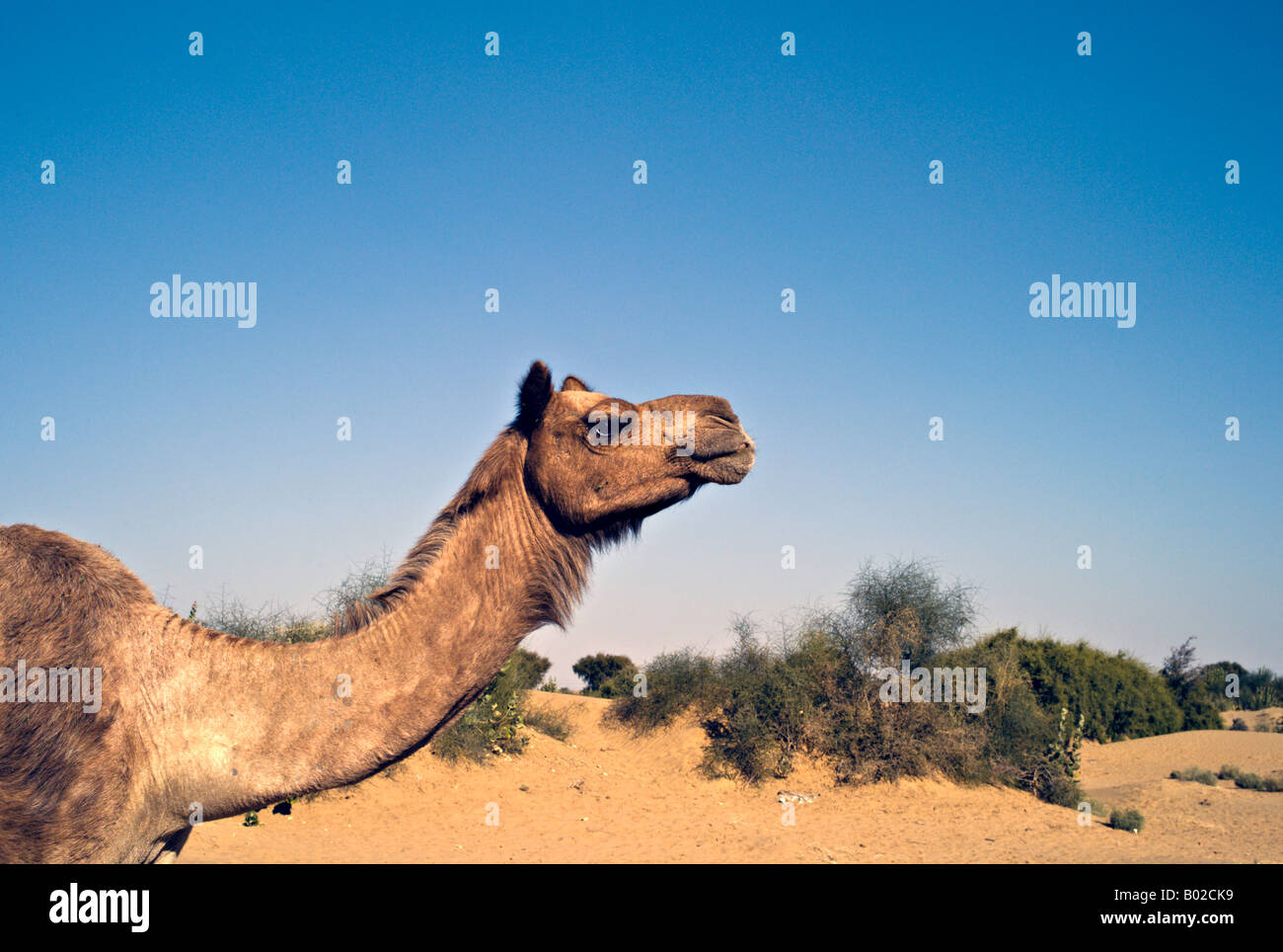 INDIA JAISALMER DESERT Jaisalmeri Camel a one hump dromedary stands in ...