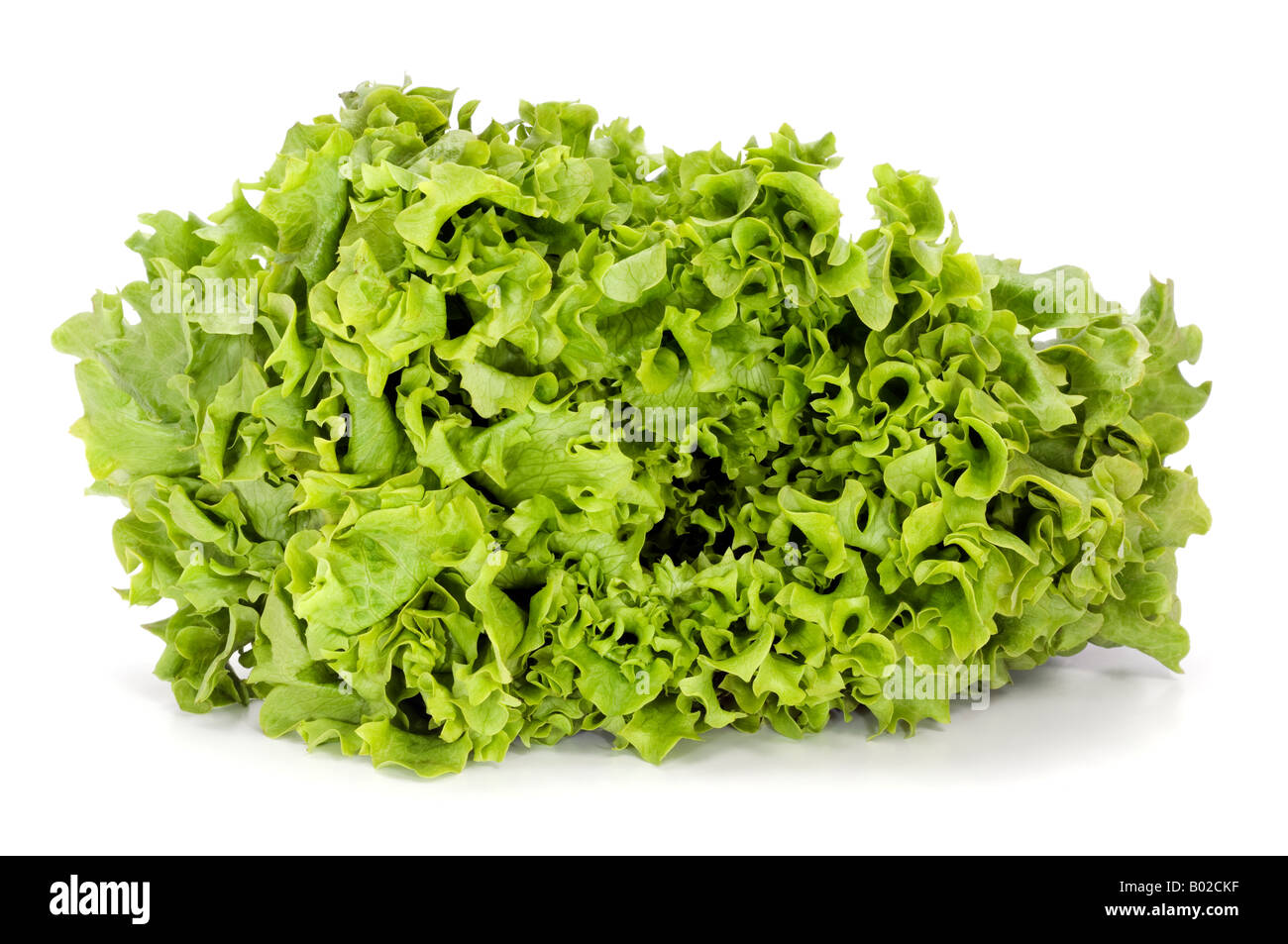 Continental crisp lettuce Stock Photo - Alamy