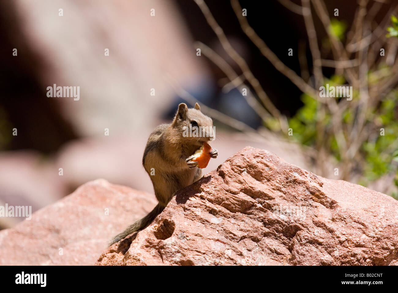 Chipmunk ground hi-res stock photography and images - Alamy