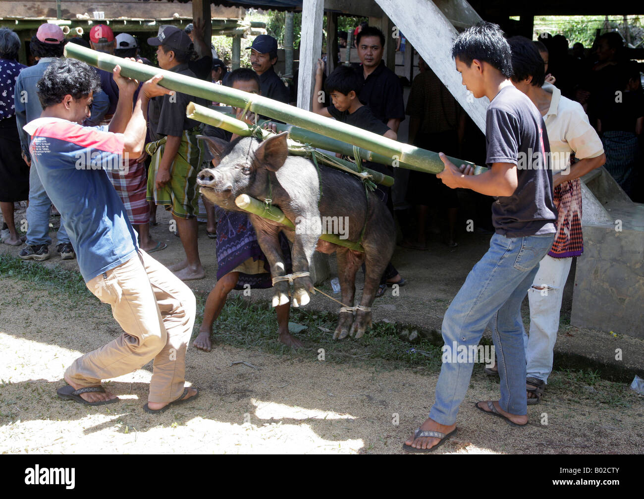Indonesia, Sulawesi, Tanatoraja, pigs for sacrifice during funeral ...