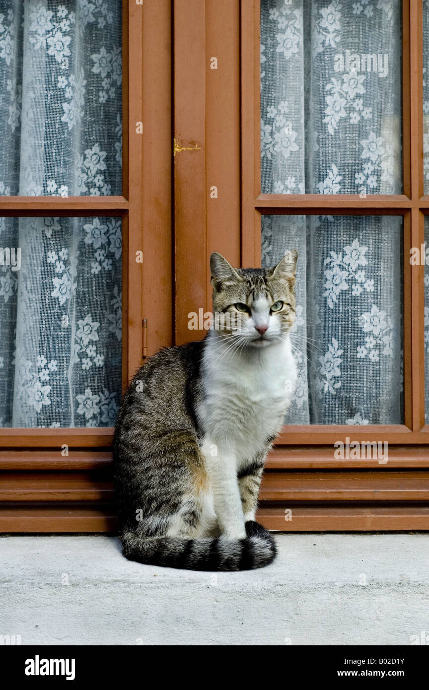Cat sitting in a window Stock Photo - Alamy