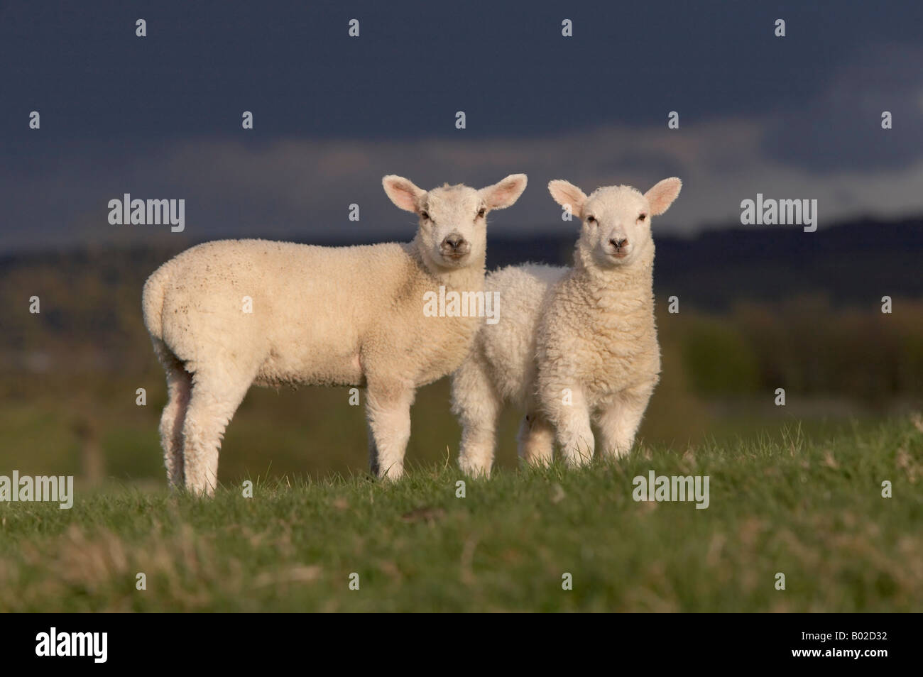 Two spring lambs Stock Photo - Alamy