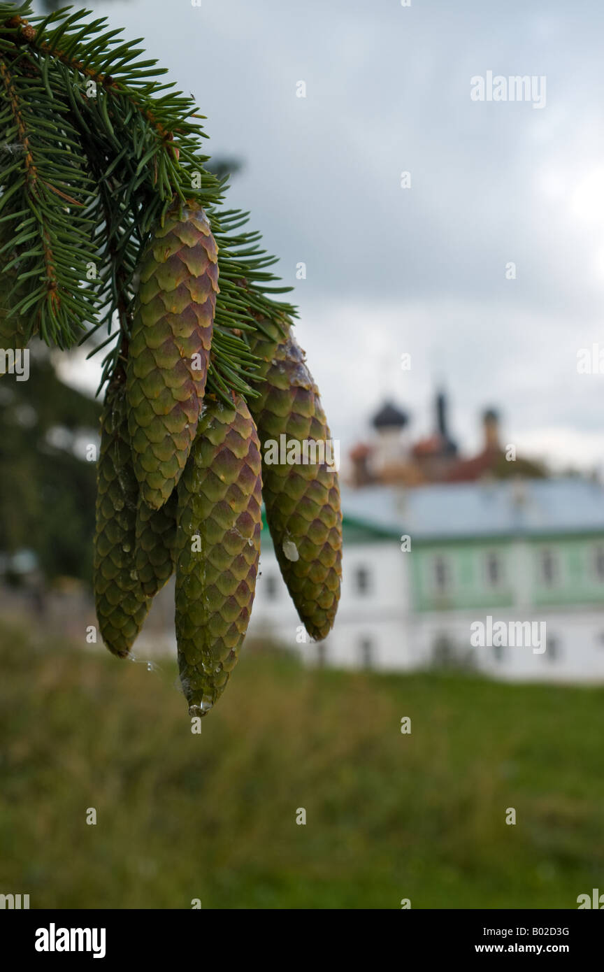 fir tree cone Stock Photo - Alamy