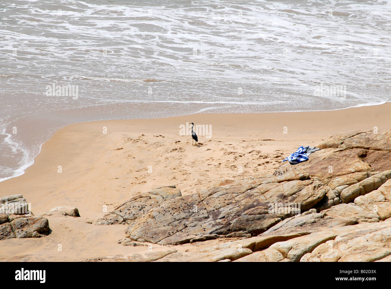 Bird watching the sea Stock Photo - Alamy