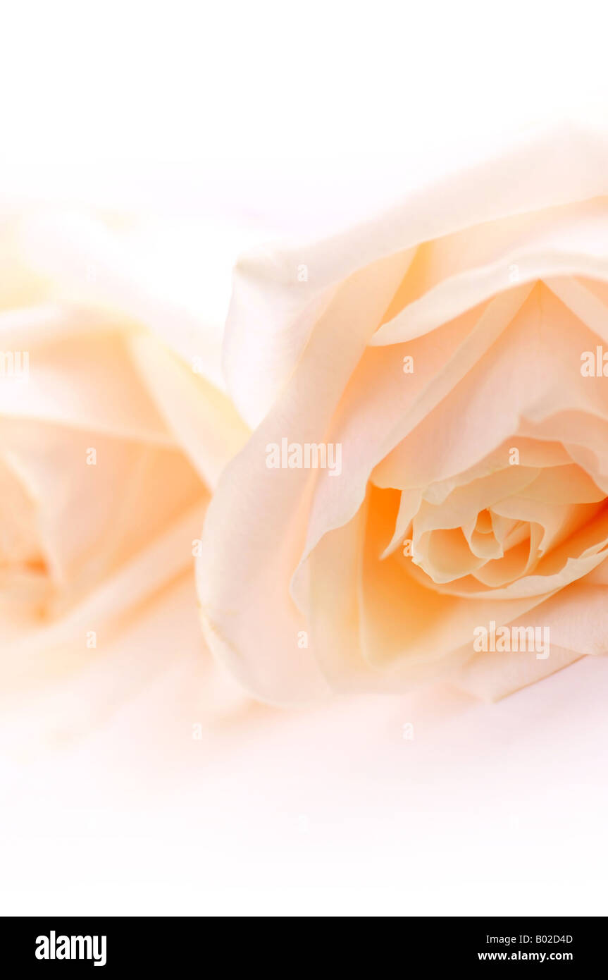 Floral background of two delicate high key beige roses macro Stock ...