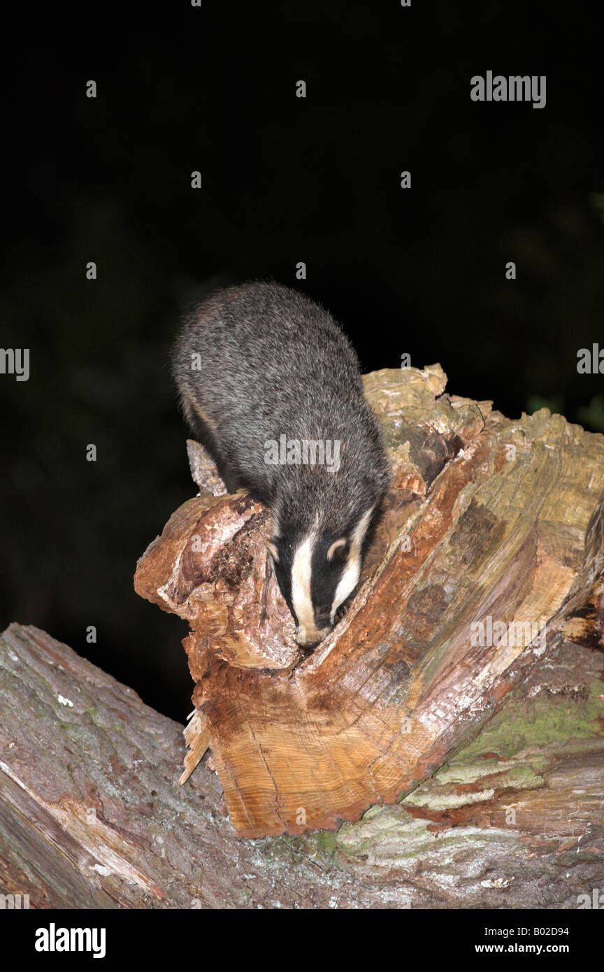 Badger climbing on logs Stock Photo - Alamy
