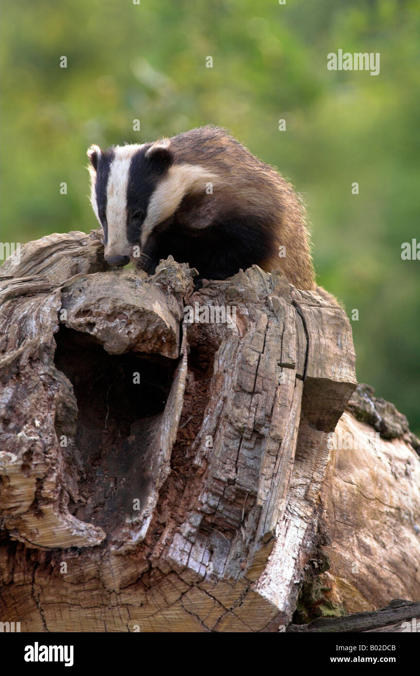 Badger climbing on logs Stock Photo - Alamy