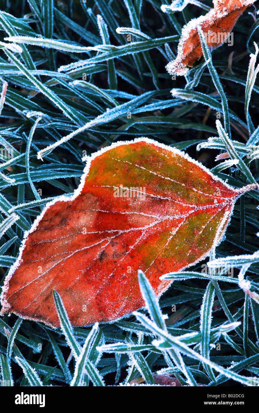 Frozen leaves on grass in winter hi-res stock photography and images - Alamy