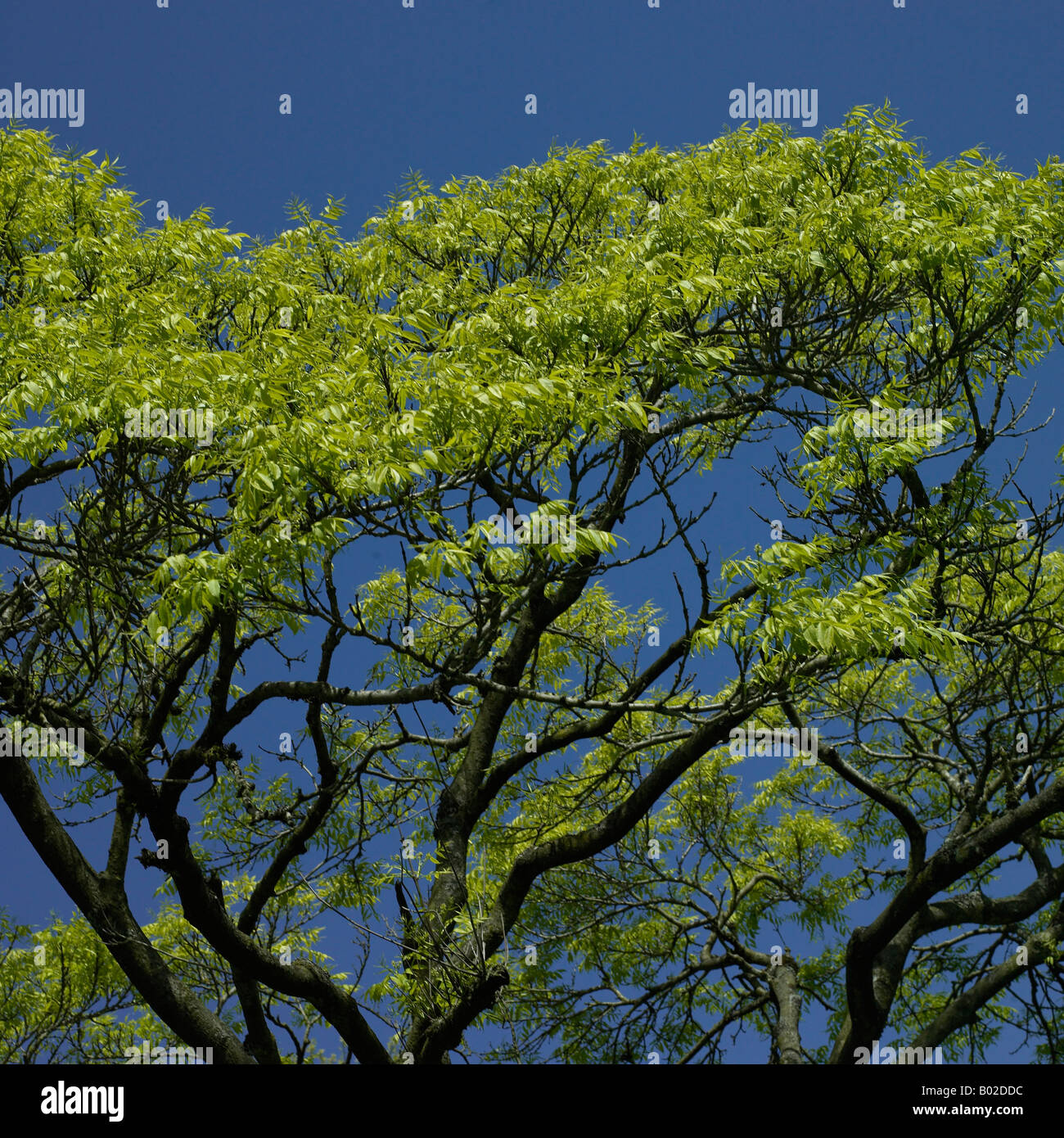 High contrast green art hi-res stock photography and images - Alamy