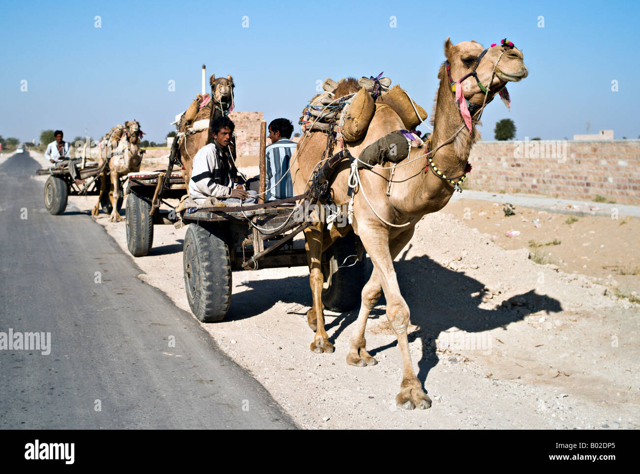 Decorated camel cart hi-res stock photography and images - Alamy