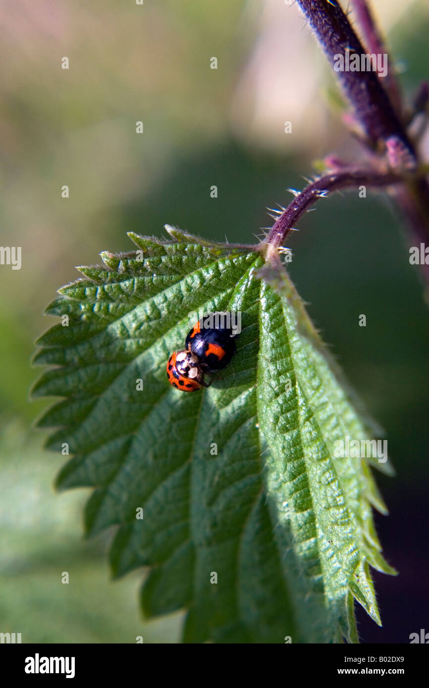 Two spot ladybug hi-res stock photography and images - Alamy
