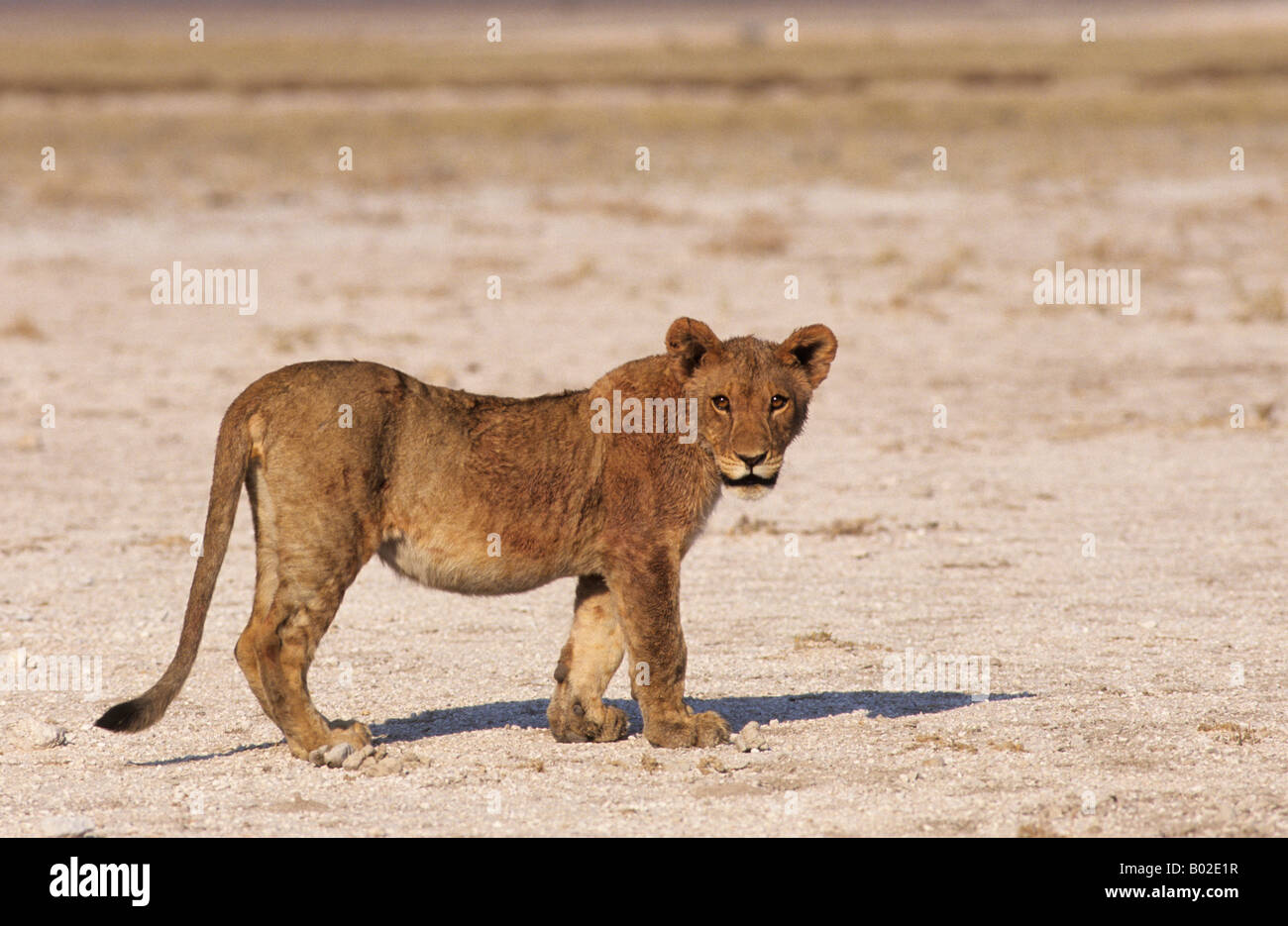 Lion panthera leo immature hi-res stock photography and images - Alamy