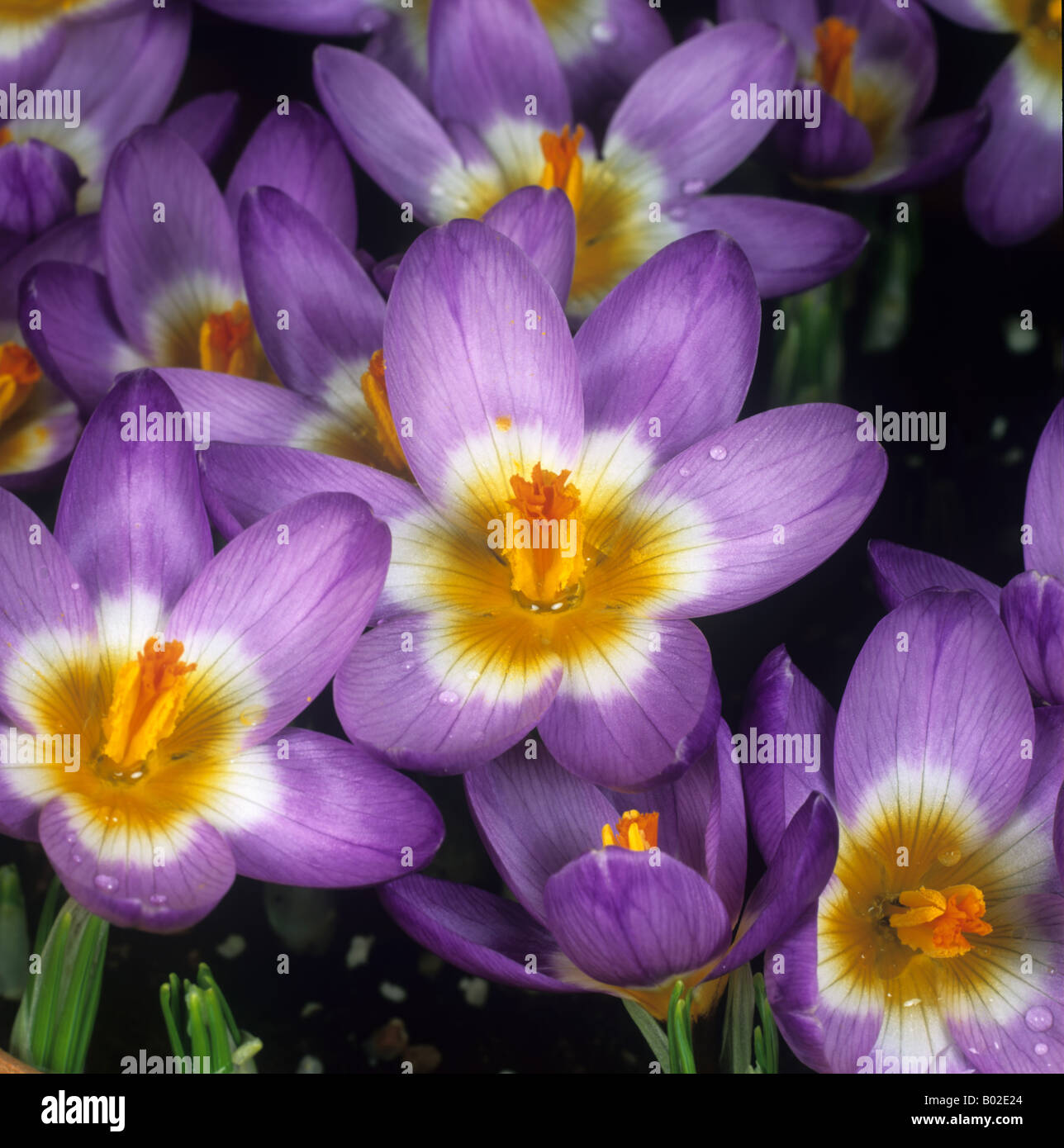 Number five flowers hi-res stock photography and images - Alamy