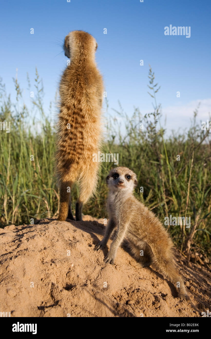 Meerkat with young Suricatta suricata Kalahari Meerkat Project Van ...