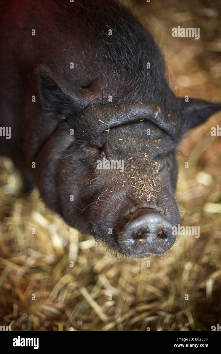a pig's face Stock Photo - Alamy