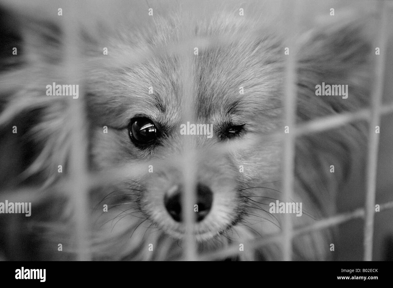 Dogs animal shelter in Black and White Stock Photos & Images - Alamy