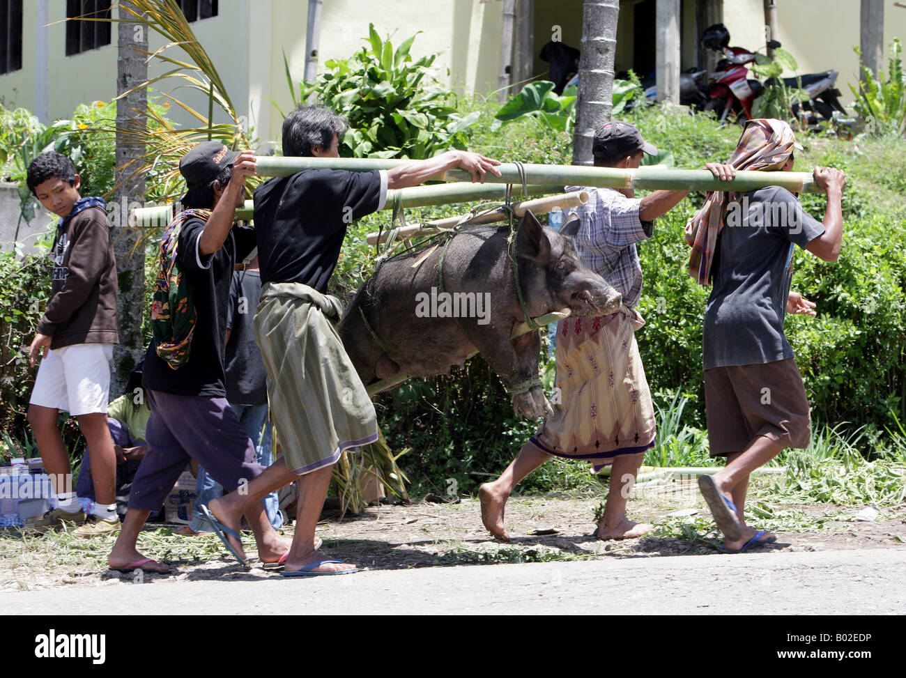 Indonesia, Sulawesi, Tanatoraja, pigs for sacrifice during funeral ...