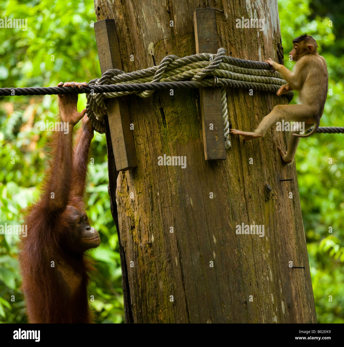 Sabah Malaysia Borneo Sepilok Pig tailed Macaque and Orang Utan in the ...