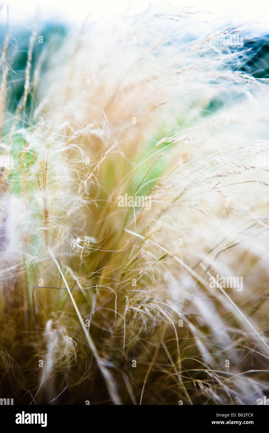 wind blown tall grasses Stock Photo - Alamy