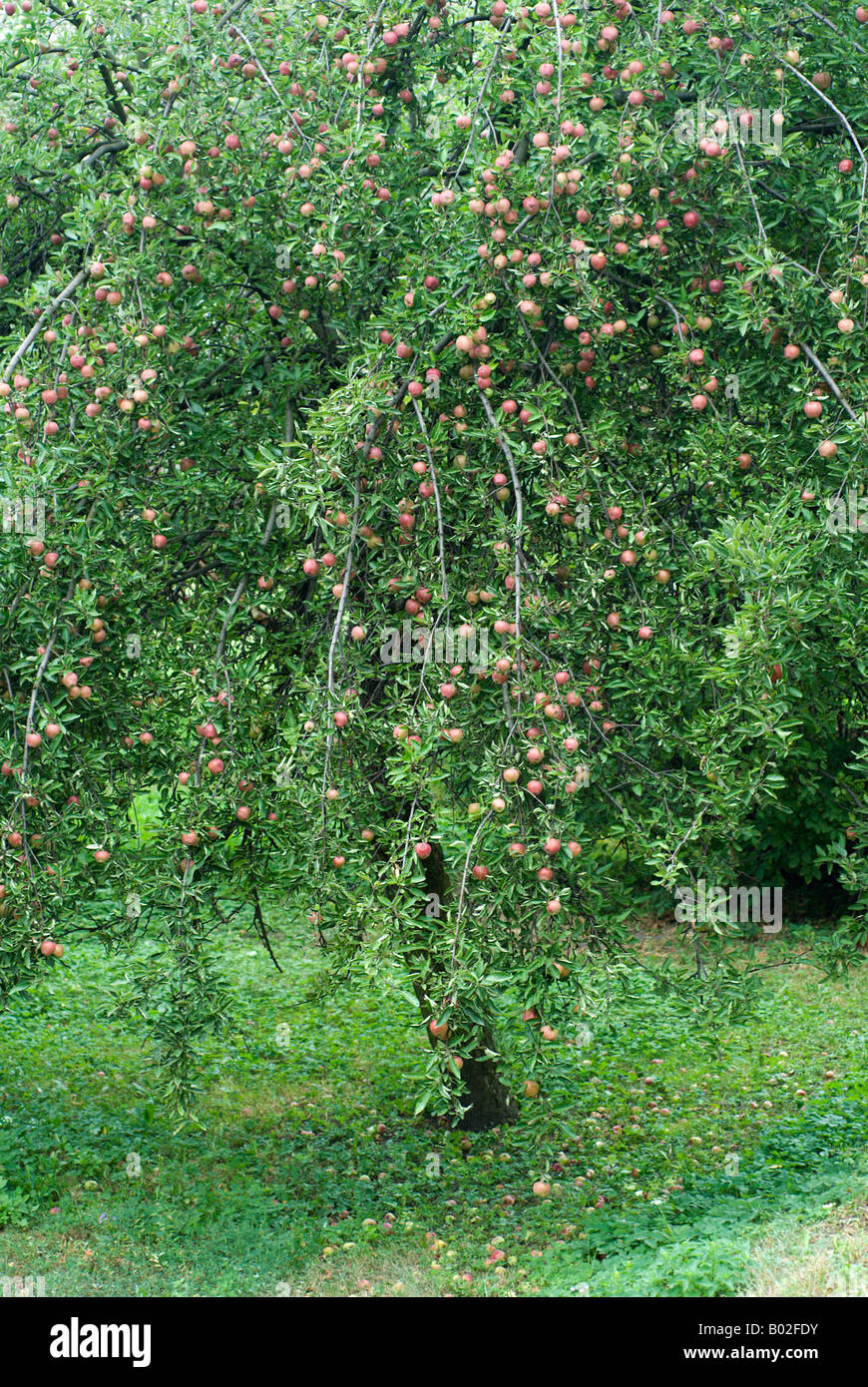 Old apple tree laden with ripe red apples Stock Photo - Alamy