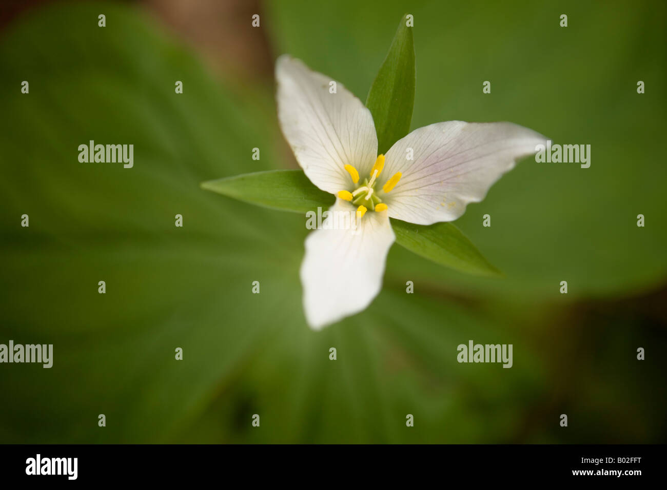 Birthroot hi-res stock photography and images - Alamy