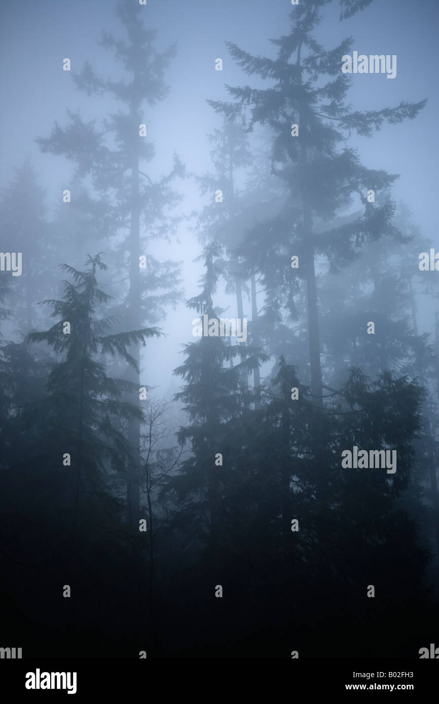 trees in the early morning winter mist Stock Photo - Alamy