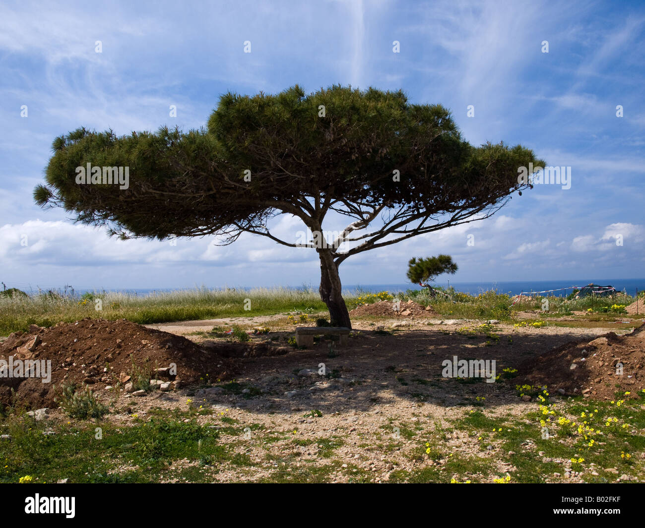 Aleppo pine pinus halepensis hi-res stock photography and images - Alamy