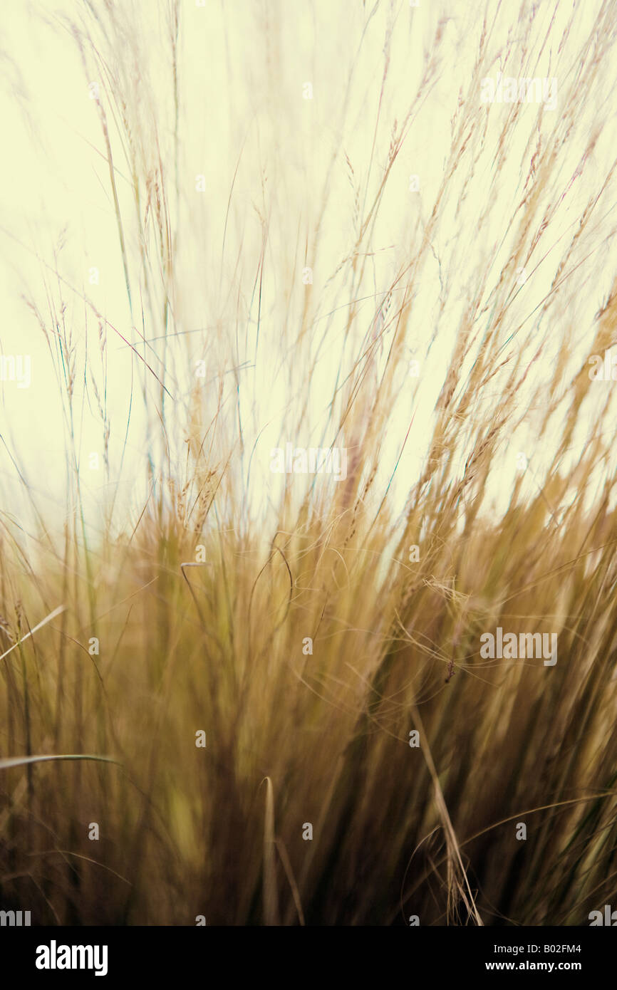 wind blown tall grasses Stock Photo - Alamy