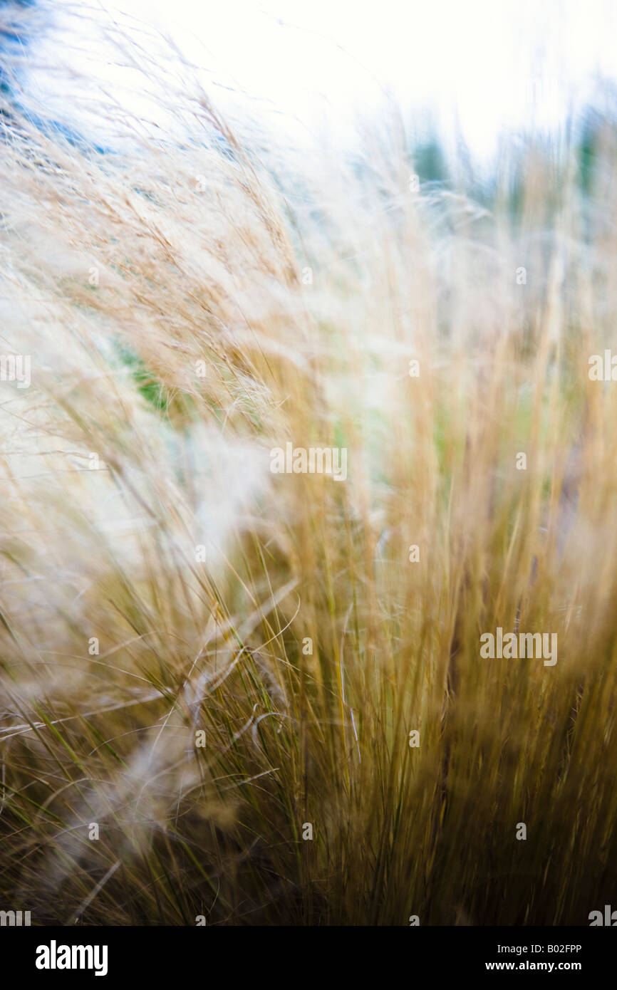 wind blown tall grasses Stock Photo - Alamy