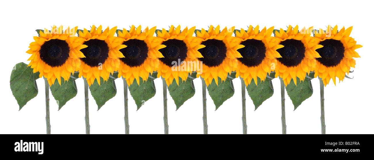 sunflowers in a row Stock Photo - Alamy