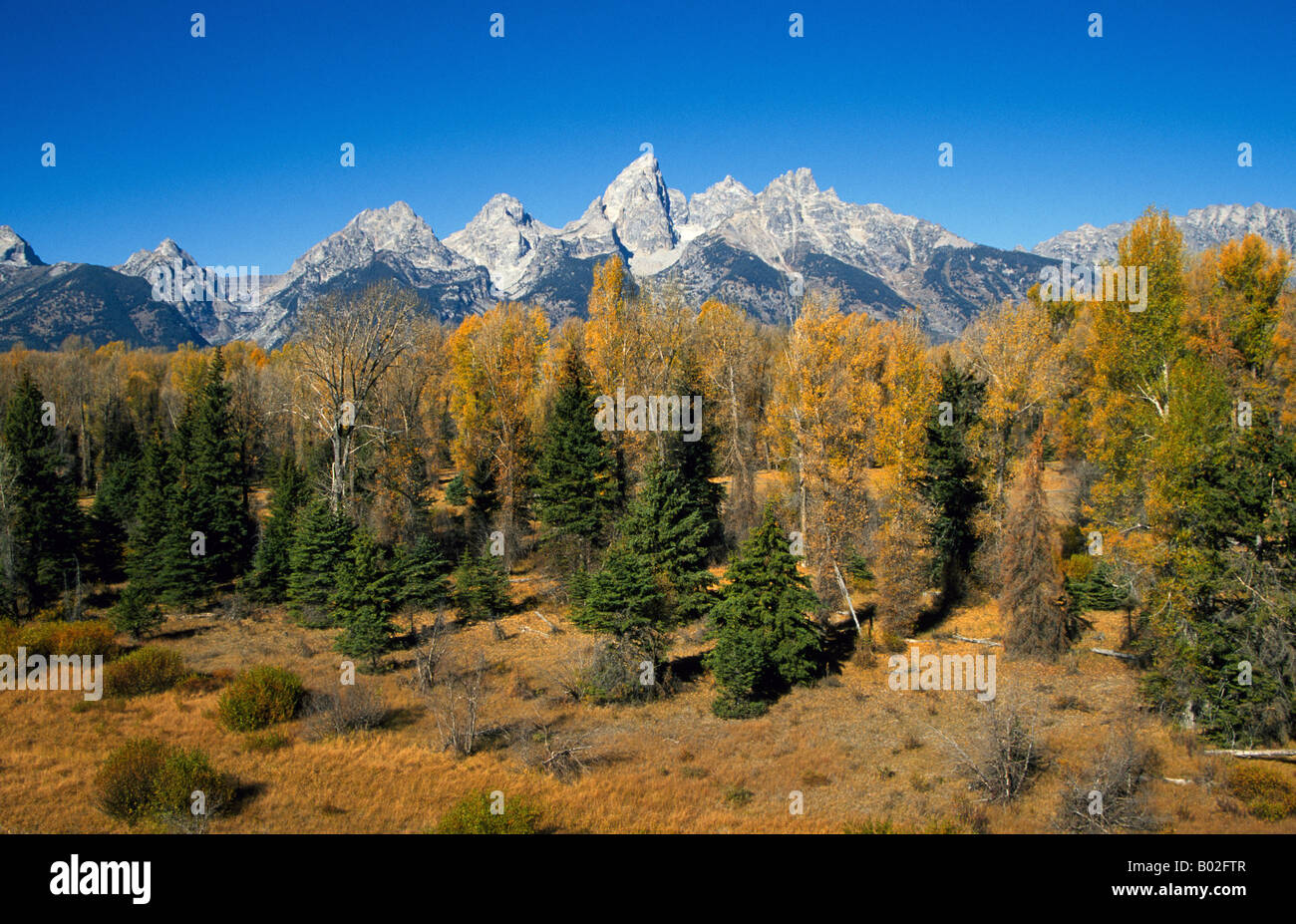 A view of the peaks of the Grand Teton Mountains in autumn as aspen ...