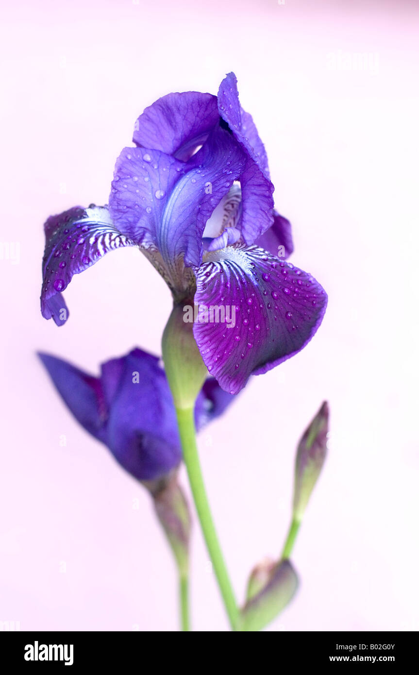 Close up of flowering Iris plant Stock Photo - Alamy