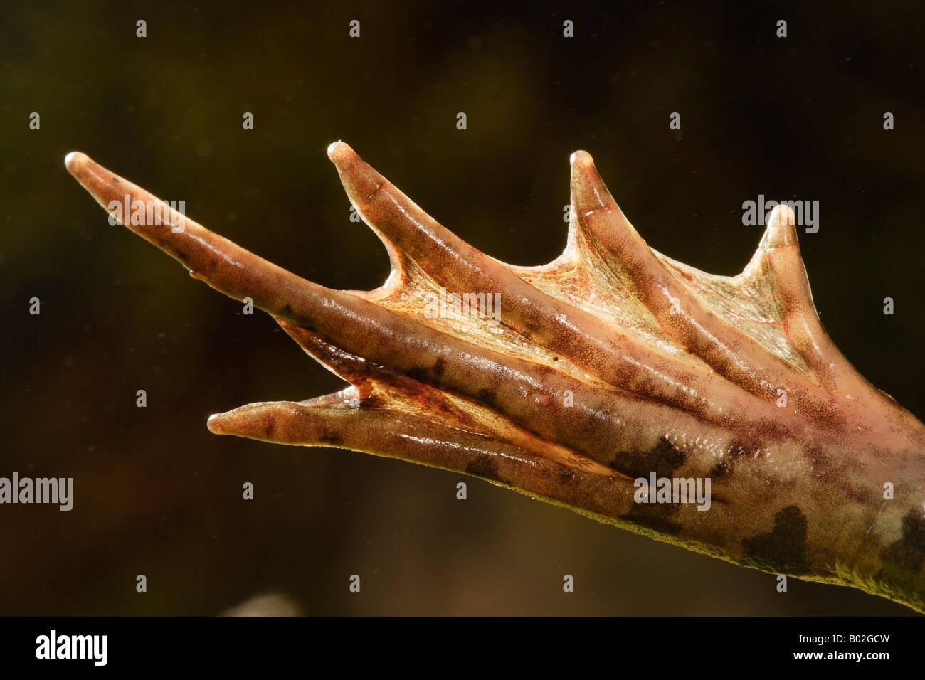 Webbed hind feet hi-res stock photography and images - Alamy