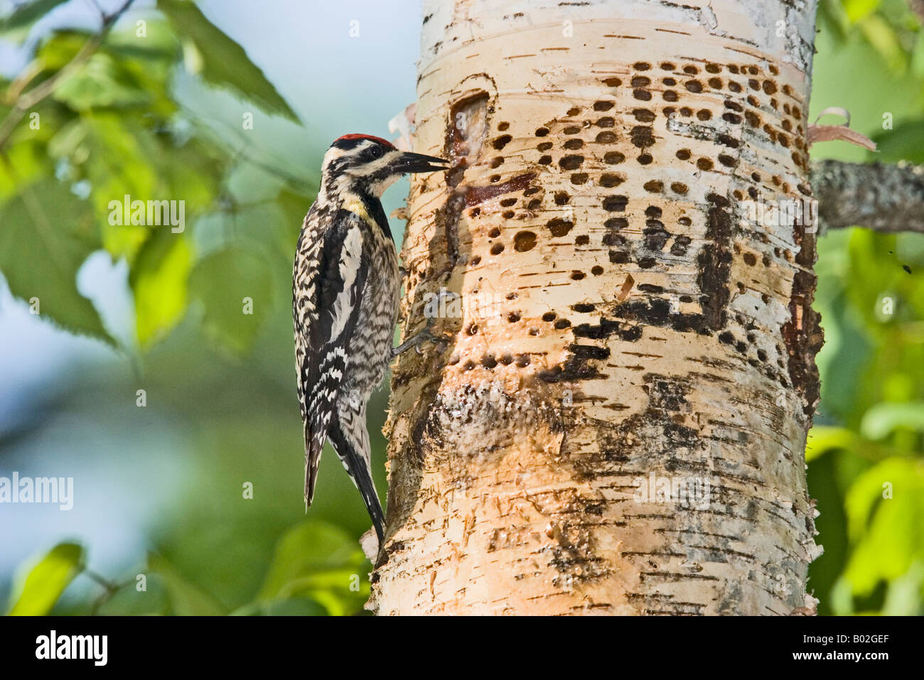 Yellow-bellied Sapsucker Sphyrapicus varius Stock Photo - Alamy