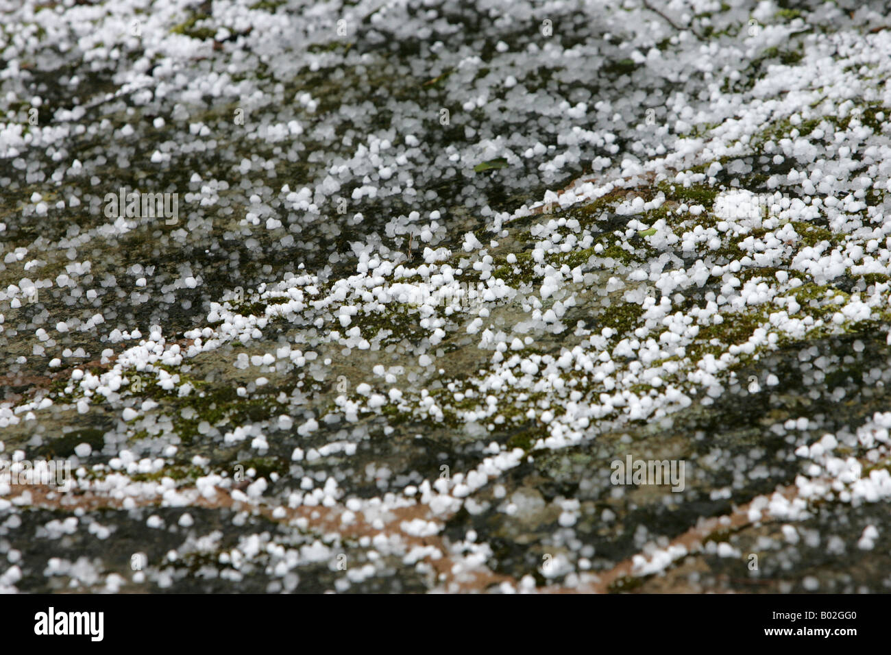 hailstones on the ground hail weather ice meteorological Stock Photo ...